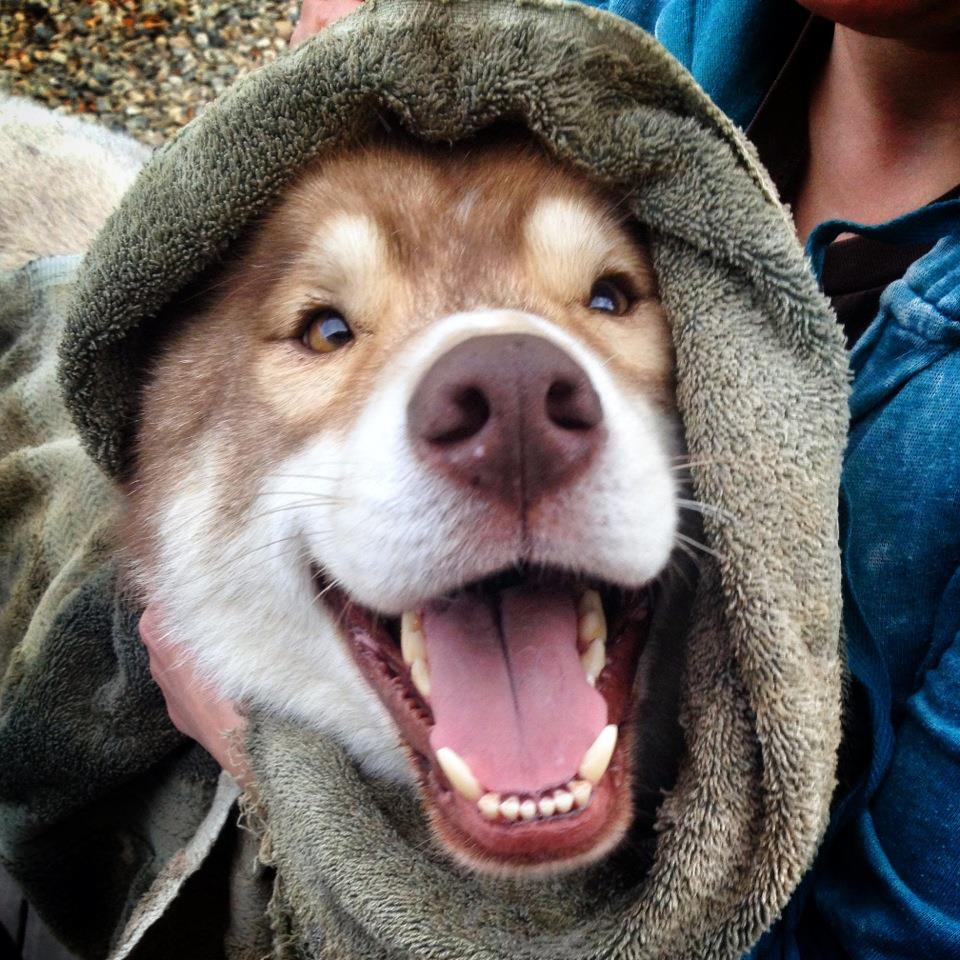 How to Love Your Dog | Barks and Recreation Pet Services in Trail, BC ...