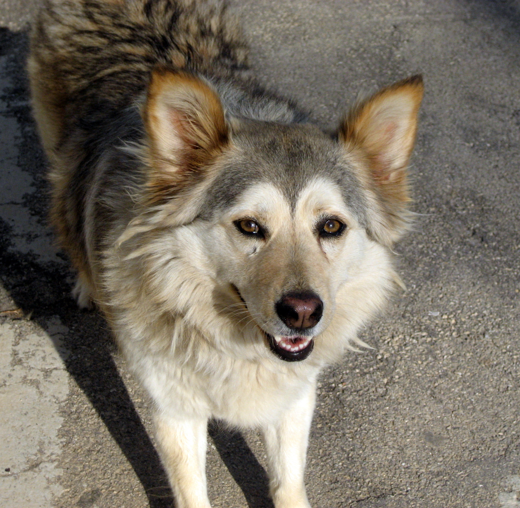 Understanding Your Dog’s Vocal Communications | Barks and Recreation ...