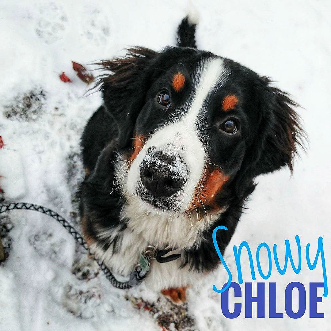 Snowy Chloe | Barks and Recreation Pet Services in Trail, BC, Canada